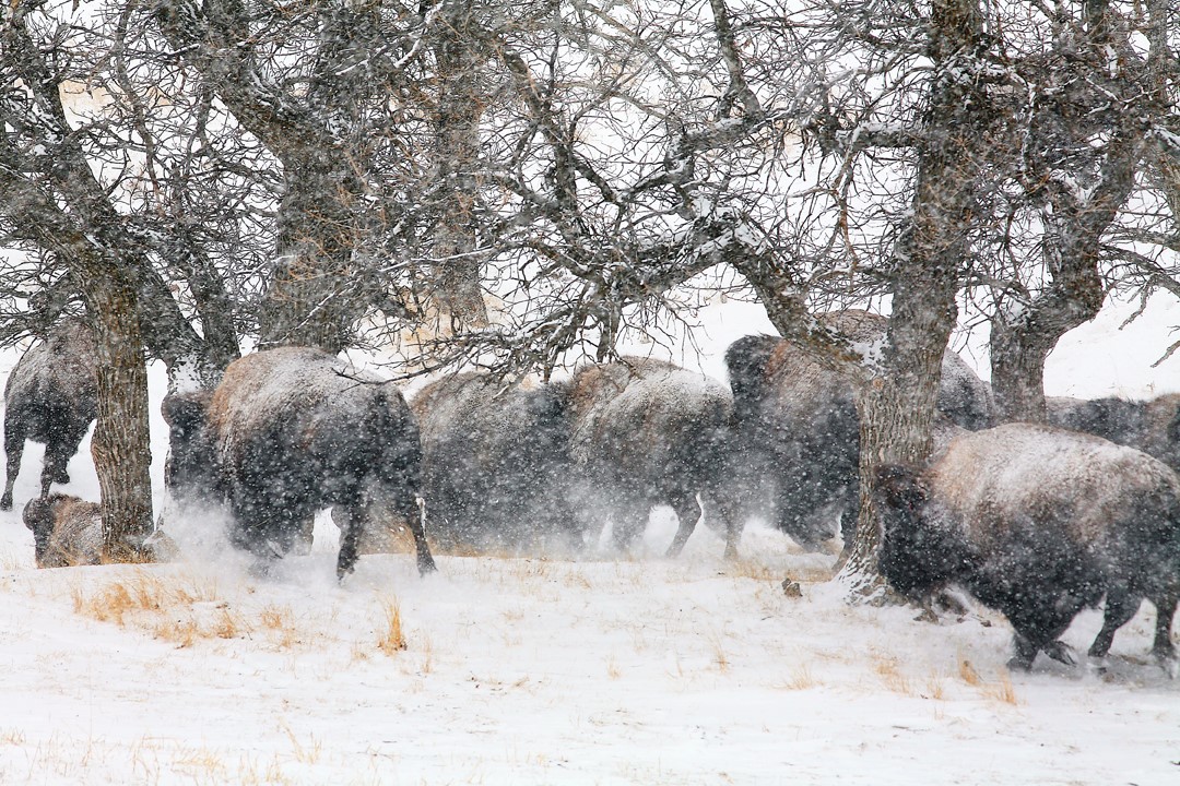 Buffalo | Deadwood